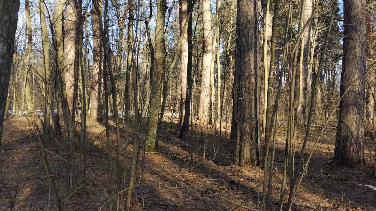 Нашёл свежие погрызы бобров.