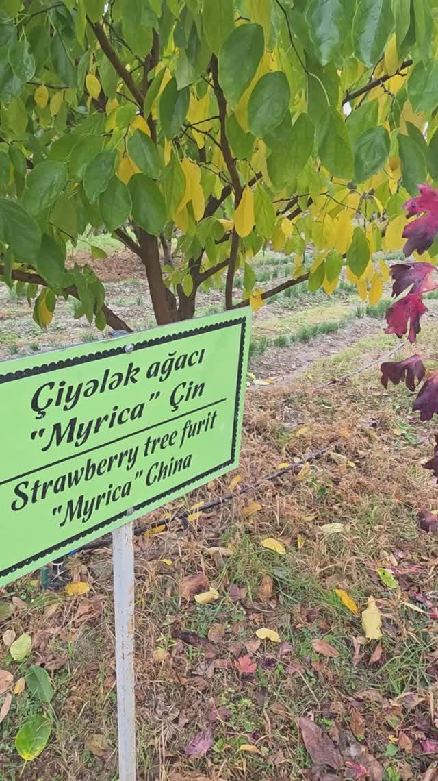 Клубничное дерево, чилийская араукария и яблочки, соседи в саду Biogarden, Шеки, Азербайджан