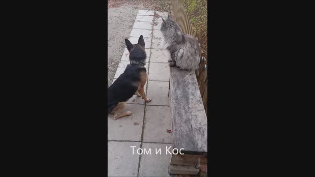 Собака. Кот. Том и Кос