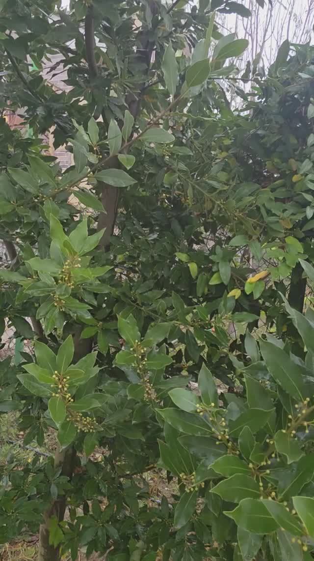 А знаете ли Вы, что на лавровом дереве есть плоды? Шеки, Азербайджан