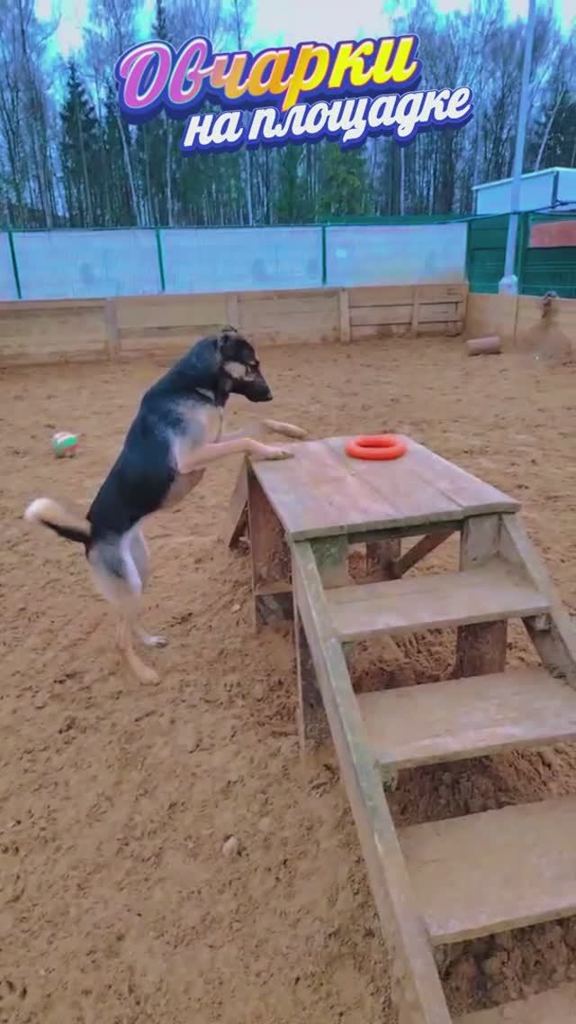 "Во власти овчаристых" ❥ Приют в Малинках