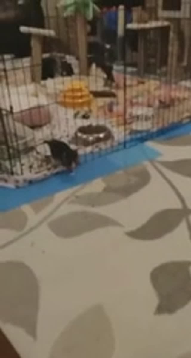 За обезьяну поясни