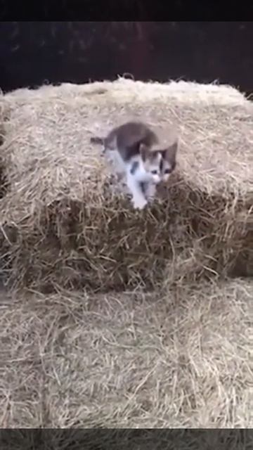 КАК СИГАНЁТ