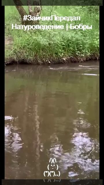 Зайчик передал – Натуроведение | Бобры