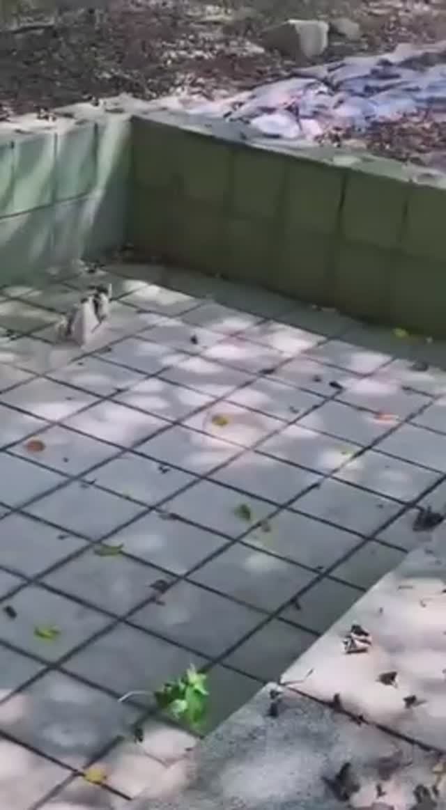 Никогда не сдавайся!