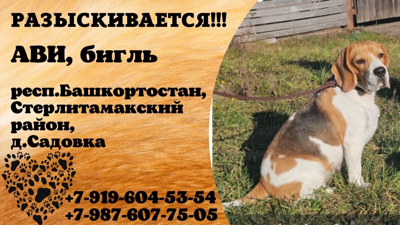 Пропала собака! АВИ, бигль. респ.Башкортостан, Стерлитамакский р-н, д.Садовка.