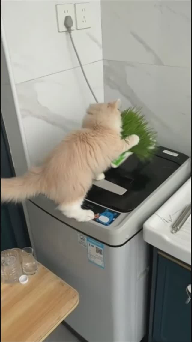 Смешные коты #91-4