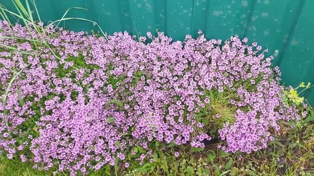 Красивые фиолетовые цветы