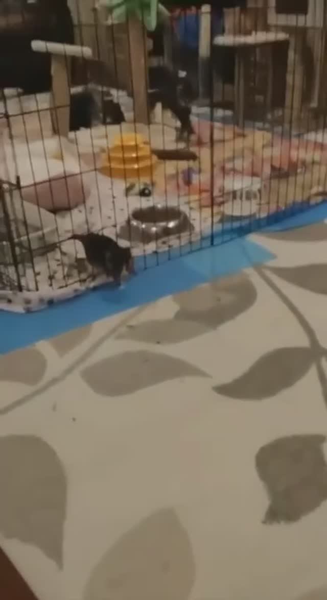 Эта клетка ему не помеха