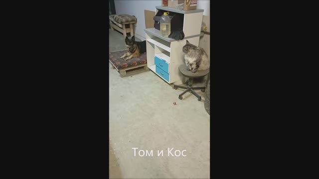 Собака. Кот. Том и Кос.