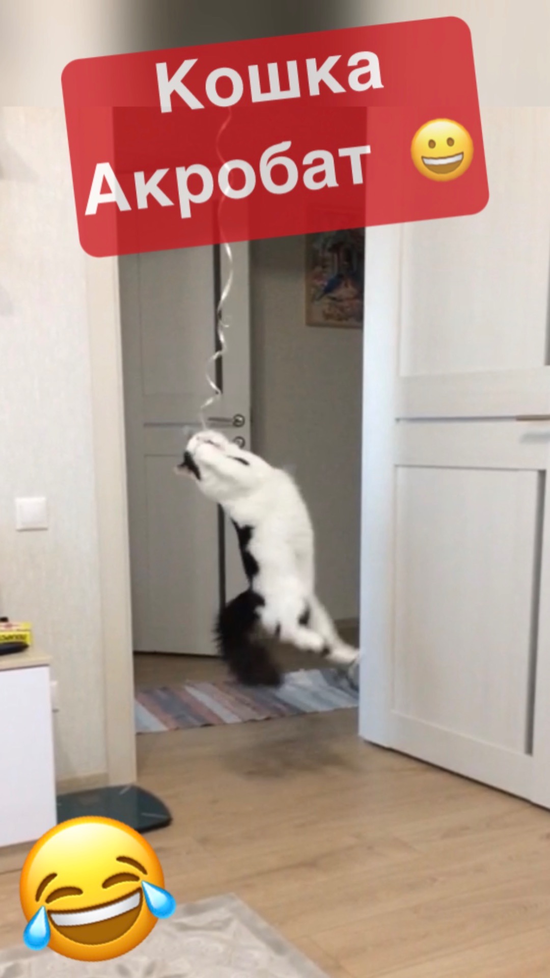 Забавная Кошка Акробатка 🐈