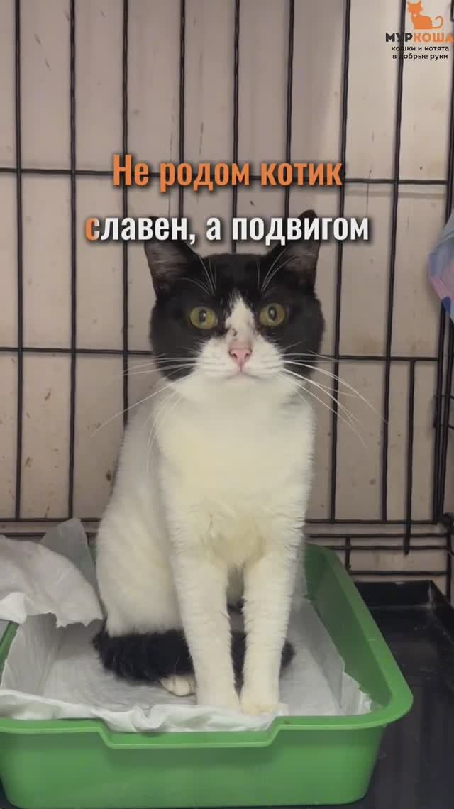 Бугимен ждёт вас в приюте #Муркоша