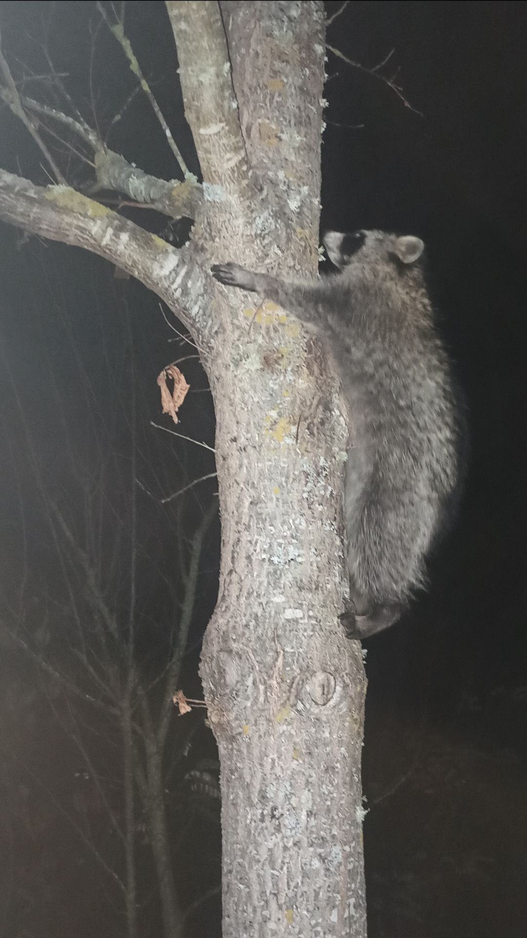 Сильный и любознательный