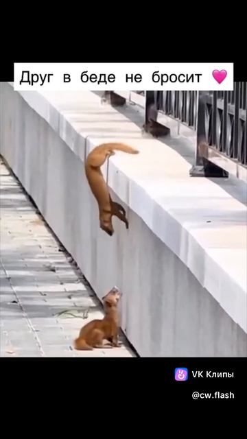 друг в беде не бросит