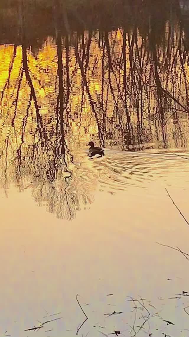 Утки на закате