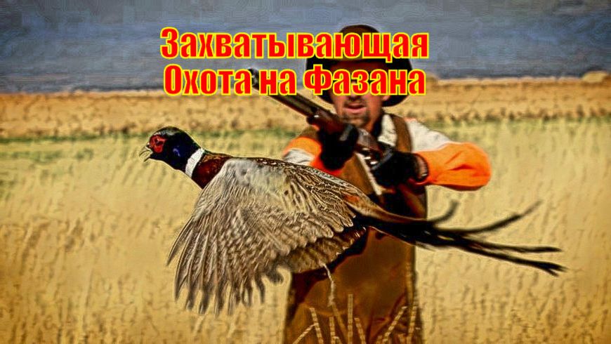 Захватывающая Охота на Фазана в Южной Дакоте