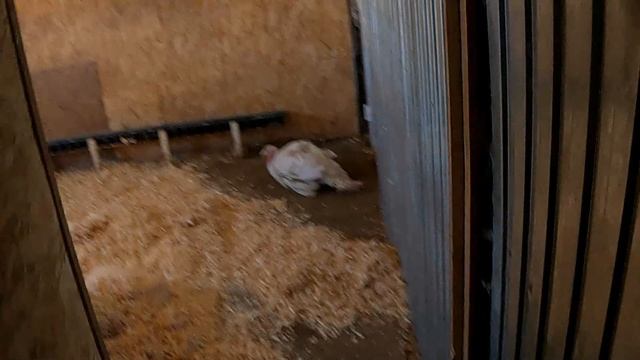 Иногда бывает форс-мажор. Казалось бы просто с жердочки упал 🤷♀️