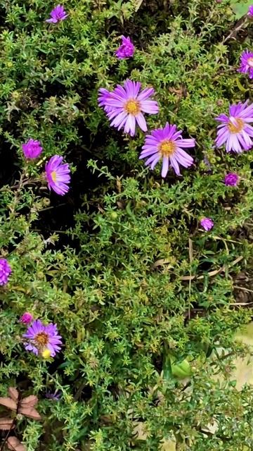Астры кустарниковые