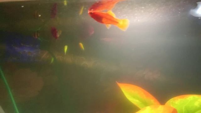 Аквариумные рыбки. Сельская жизнь.