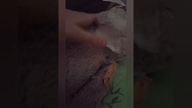 УЛЫБАЮЩИЙСЯ КОМНАТА. ПЛАН ПОБЕГА. ЧЕБУРАШКА И ТИГР В МИРЕ УЛЫБАЮЩИЙСЯ КОМНАТЫ