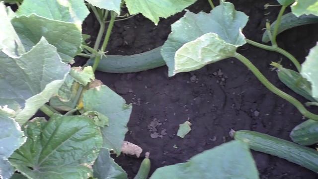 Выращивание огурцов в бочках