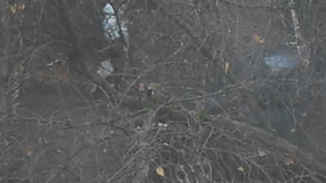 Большая синица на дереве. DSCN7010