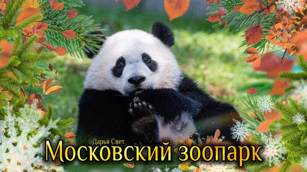 Панда. Бамбуковый мишка. Панда Катюша кушает. Московский зоопарк. Осень 2025