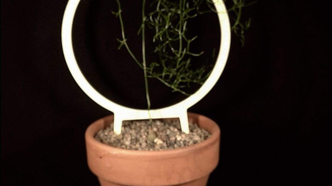 Бовиэя Bowiea volubilis танцует