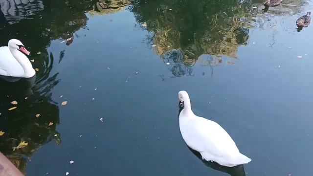 птицы  в городе, парки, прогулки.