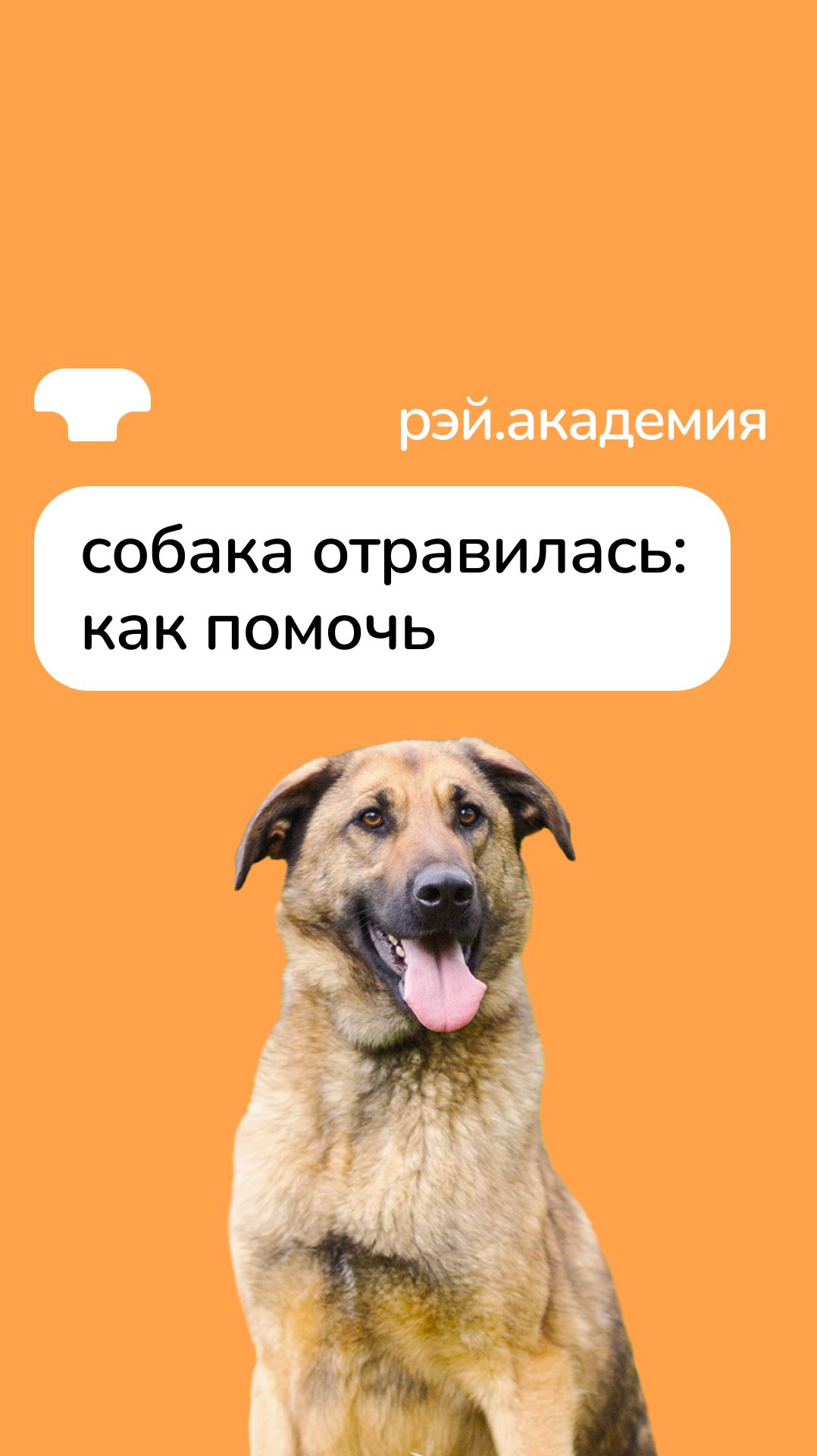 Что делать, если собака съела что-то не то? 👀