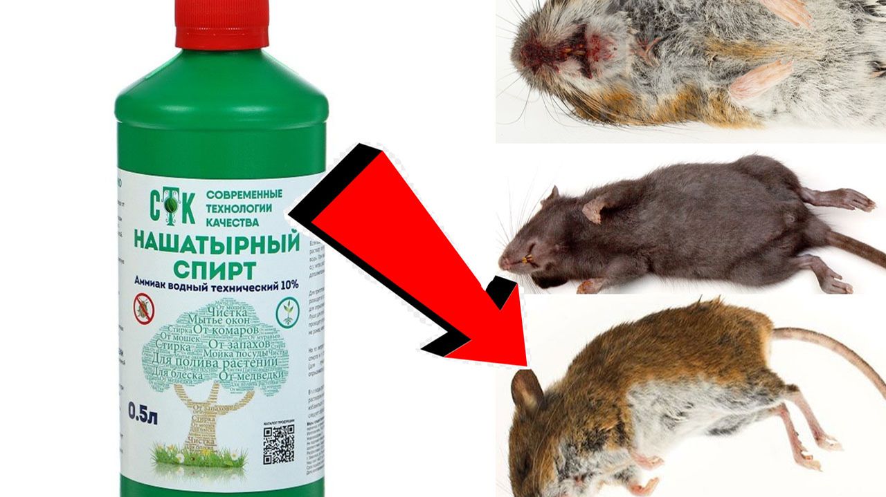 Как избавиться от мышей и крыс навсегда За 1 минуту.!.