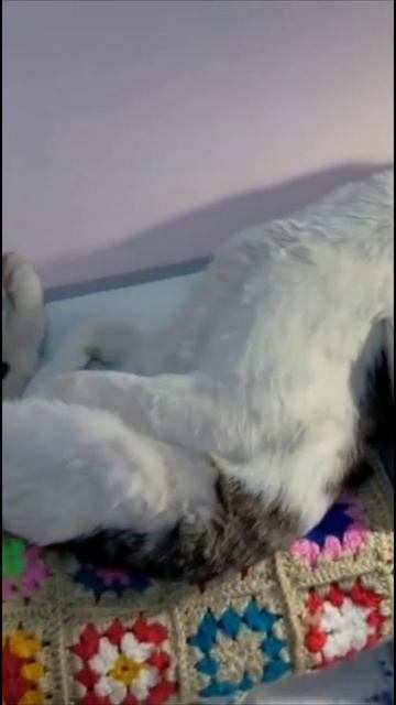 Смешные коты #91-6