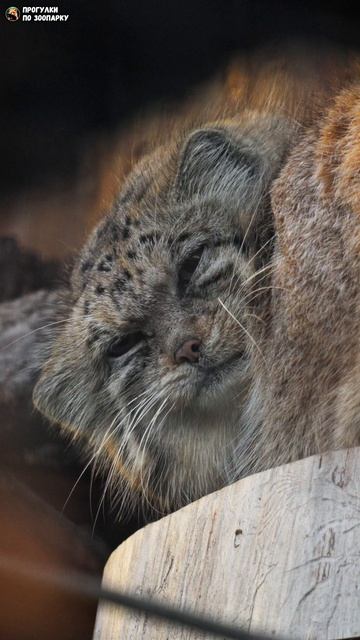 Манул Намика пристально смотрит. Ленинградский зоопарк