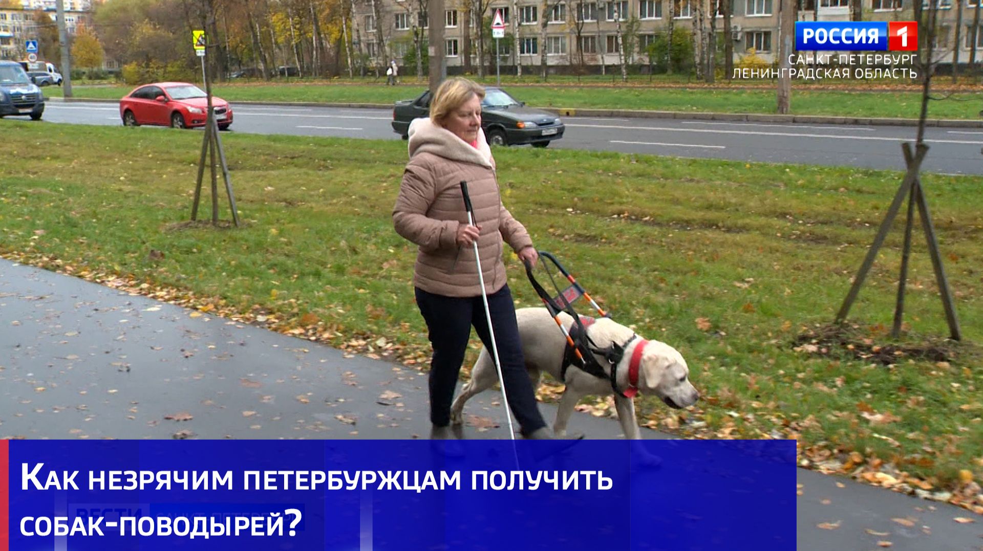 Как незрячим петербуржцам получить собак-поводырей?