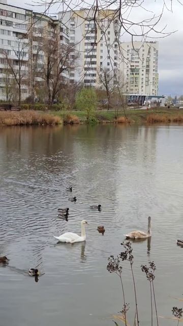 Привет вам от Везёлки 12.11.25.