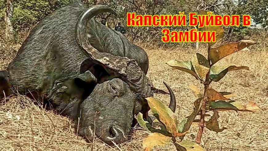 Капский Буйвол в Замбии