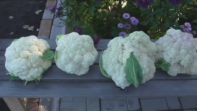 Хороший сорт цветной капусты