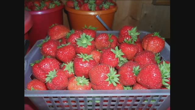 Клубника ЛОРД