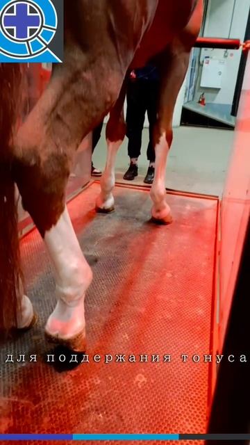 КОМПЛЕКСНАЯ РЕАБИЛИТАЦИЯ ЛОШАДЕЙ в MAXIMA VET - СО СКИДКОЙ 30%