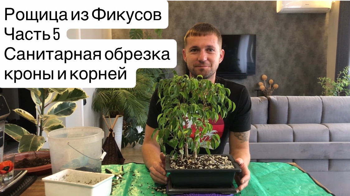 Рощица из Фикусов Часть 5. Санитарная Обрезка кроны и корней. Уход зимой
