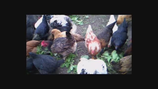 ОСЕНЬ 2016г. АРХИВ!!!    Кормление КУРОЧЕК  Сидератами. Пшеница. Овес. Рожь.