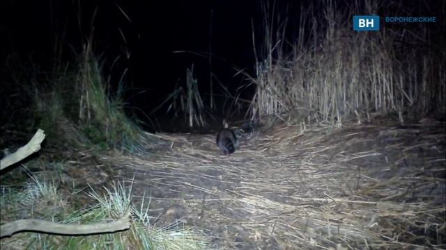 Неожиданный гость попался на камеры Хоперского заповедника