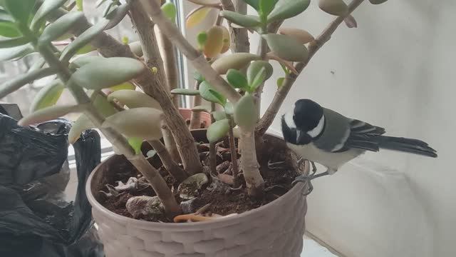 Домашние синицы в студии