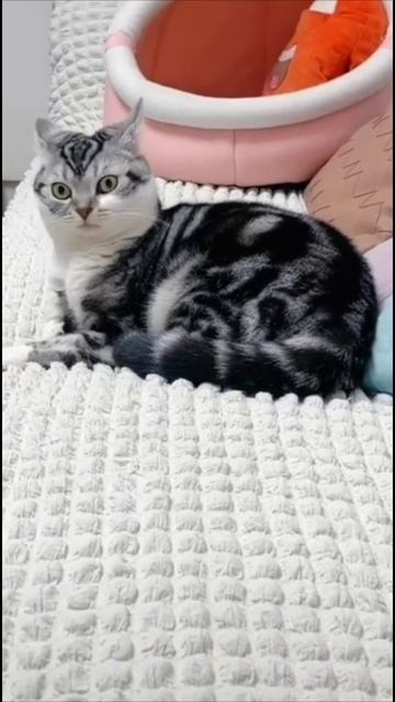 Смешные коты #91-5