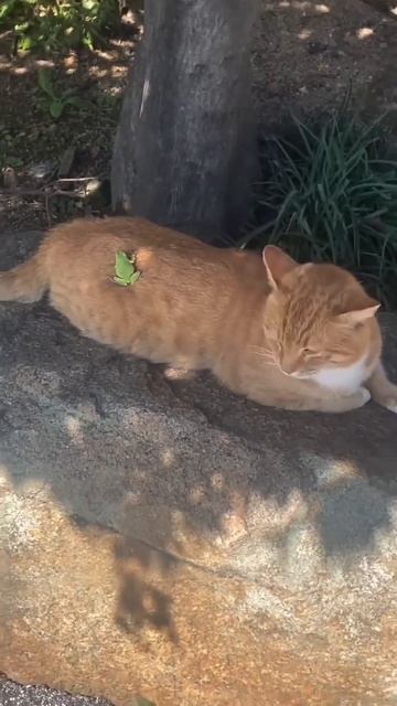 Кошька везёт легушьку