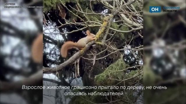 В орловском сквере Гуртьева завелась белка