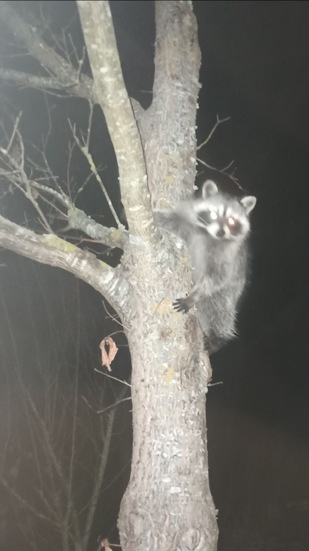 Ещё и безстрашный)