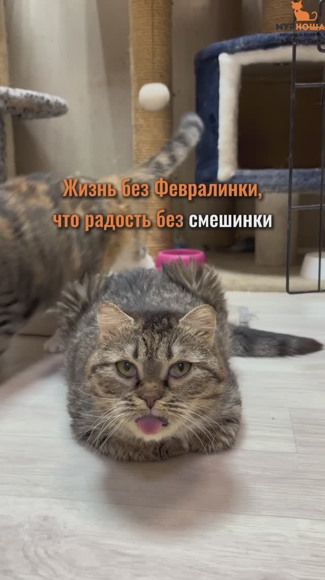 Февралинка ждёт вас в приюте #Муркоша