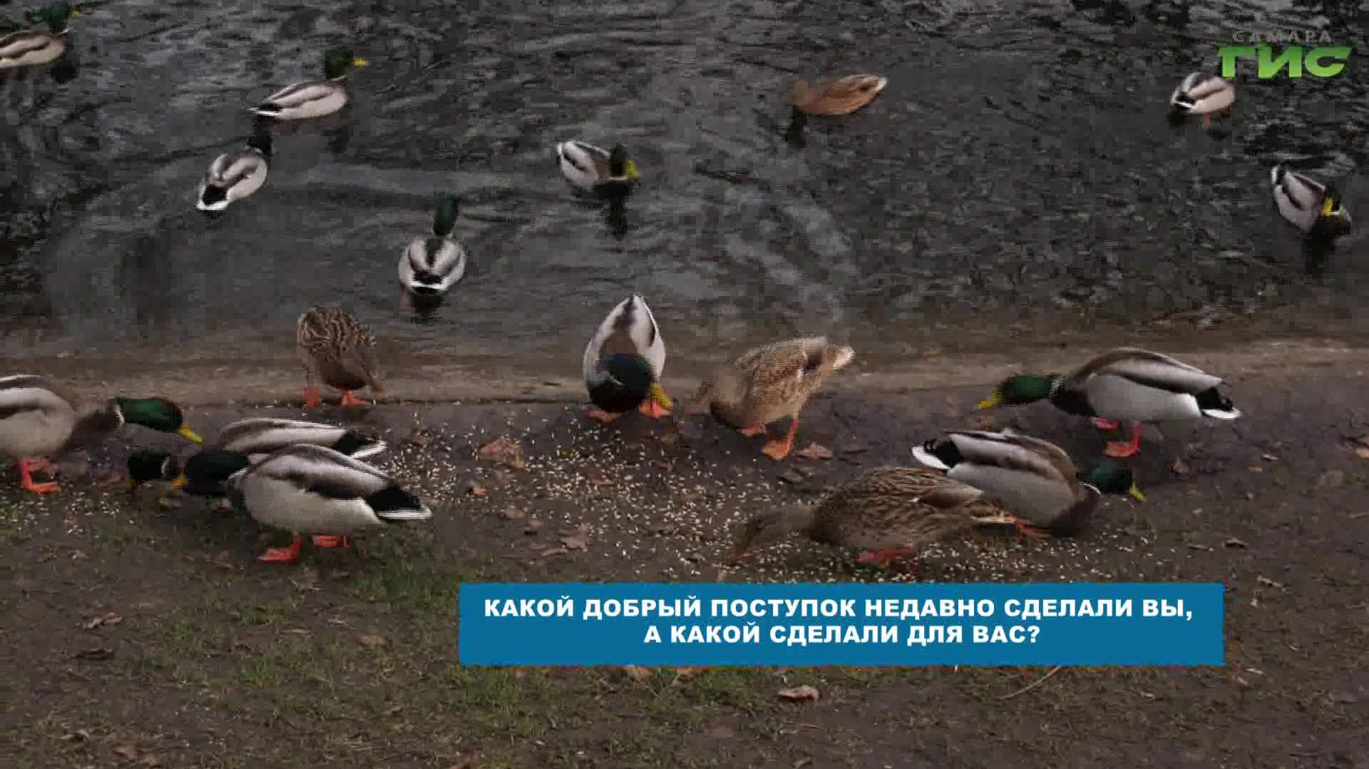 Всемирный день доброты: как самарцы делают мир лучше