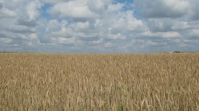 Пшеничное поле в Сибири.